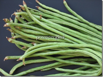 PreeOccupied: Borbotir Chorchori